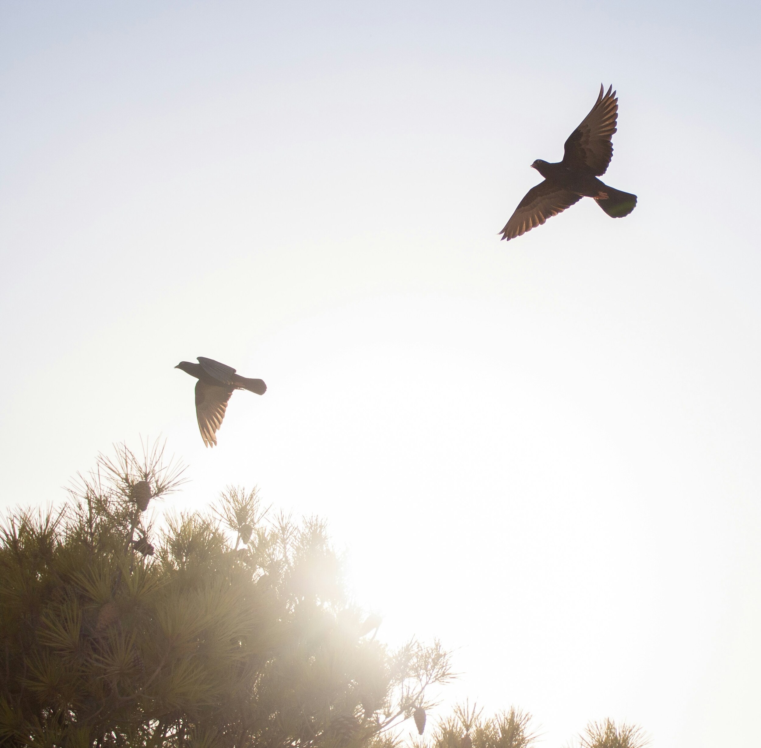 Pentecost: Filled with the Holy Spirit | Acts 2 Devotional | Charles ...
