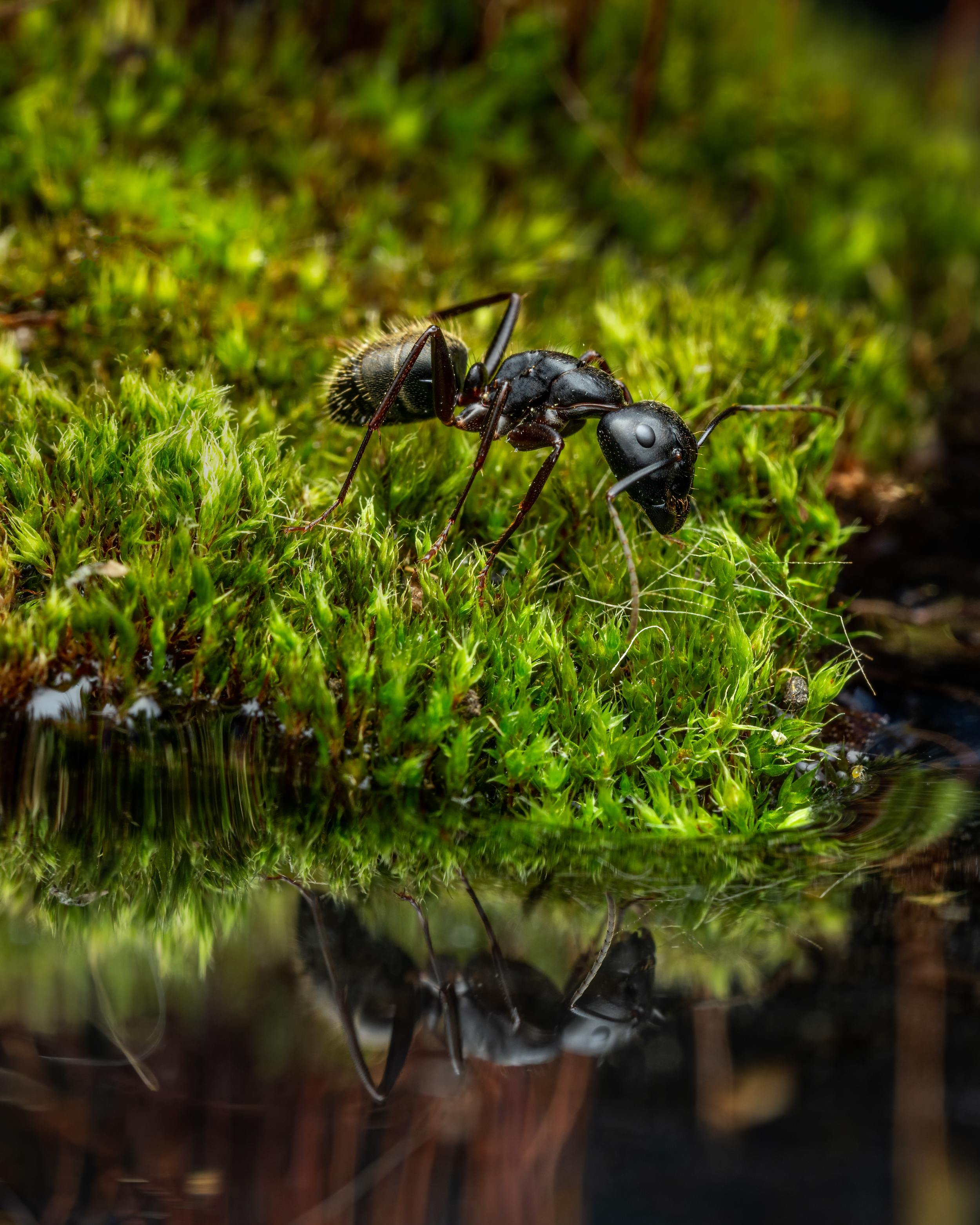 Let Me Be Like An Ant | Calvary Alameda