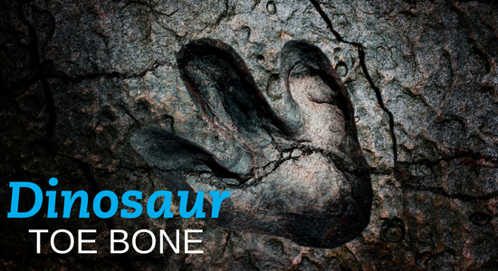 Dinosaur Toe Bone | Reasons for Hope