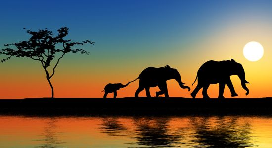 Teenage Mutant Ninja . . . Elephants?? | Reasons for Hope