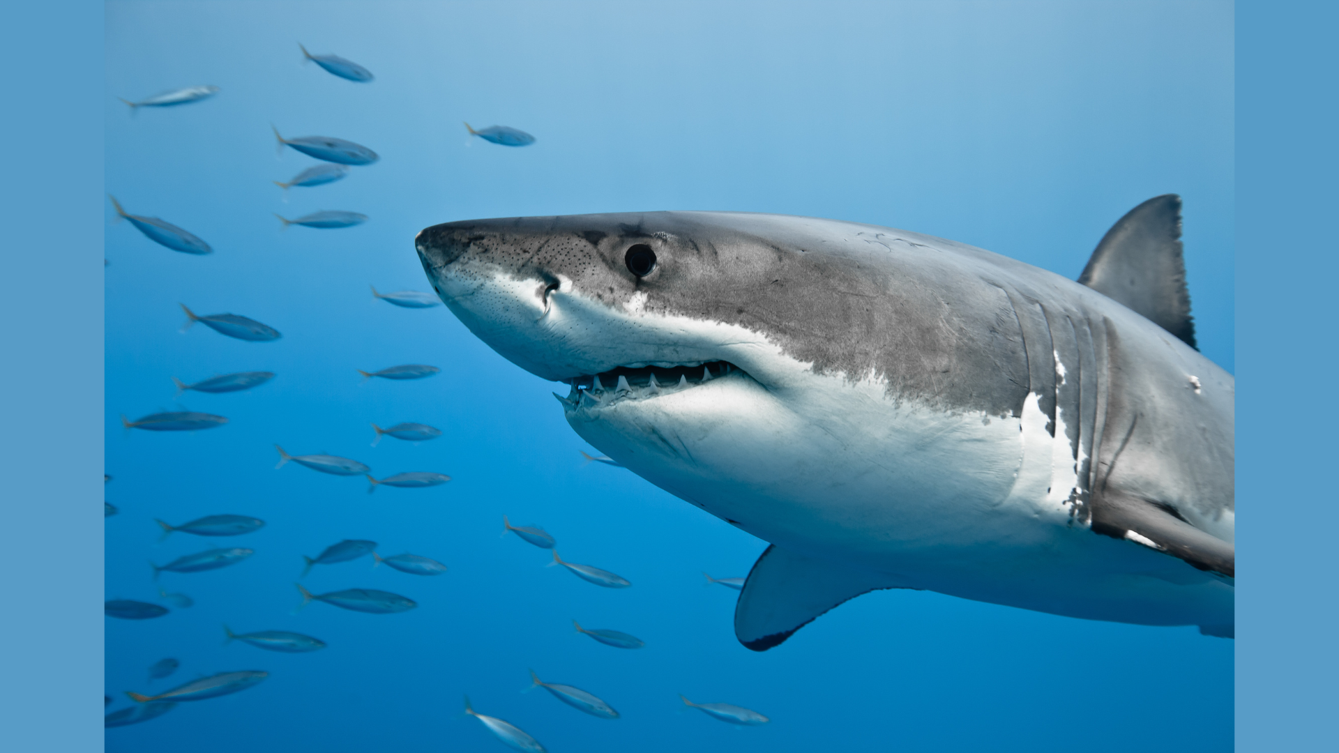 Sharks | Gospel Alliance Church