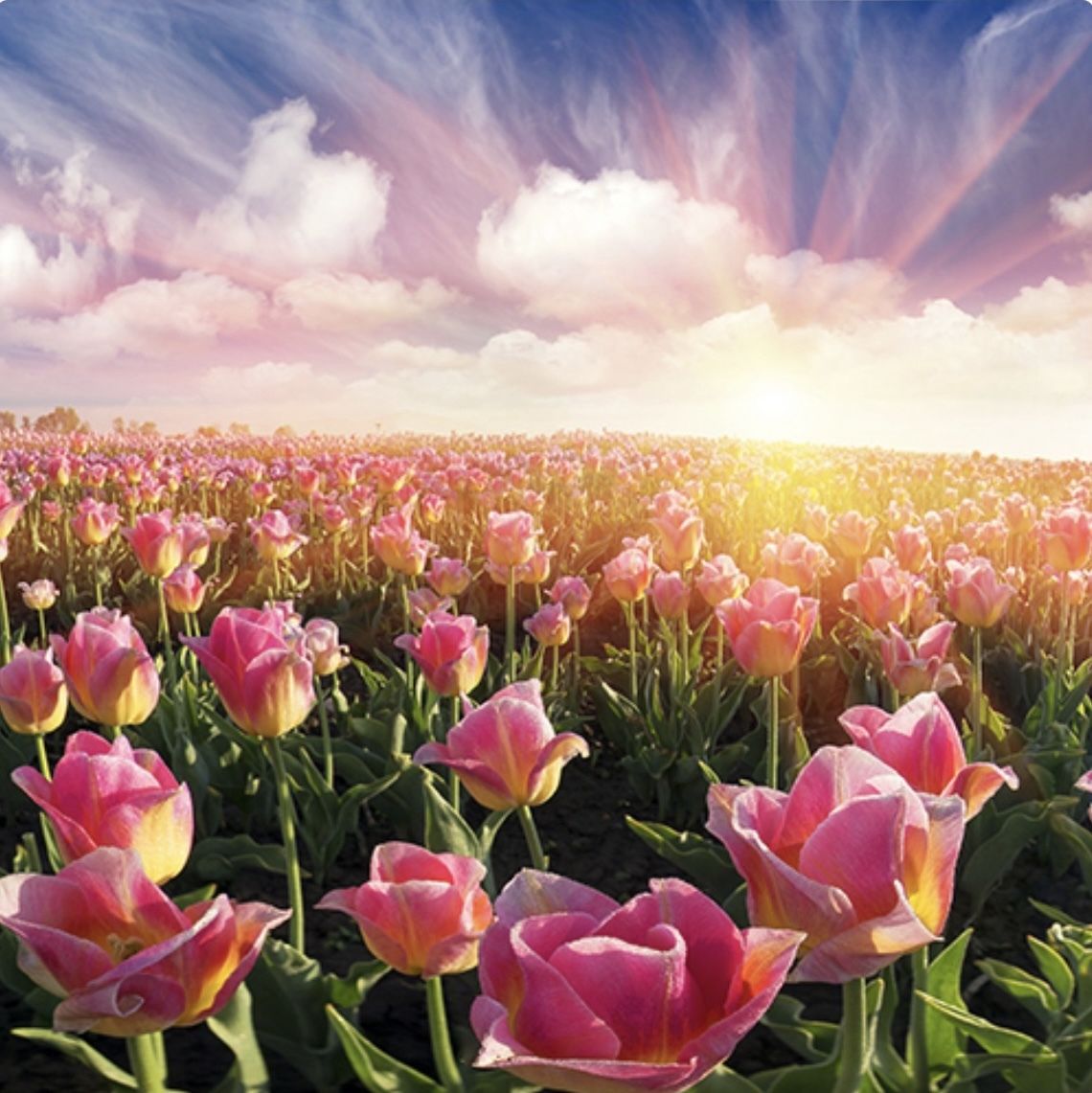 Resting In The Lord! | Desert Chapel