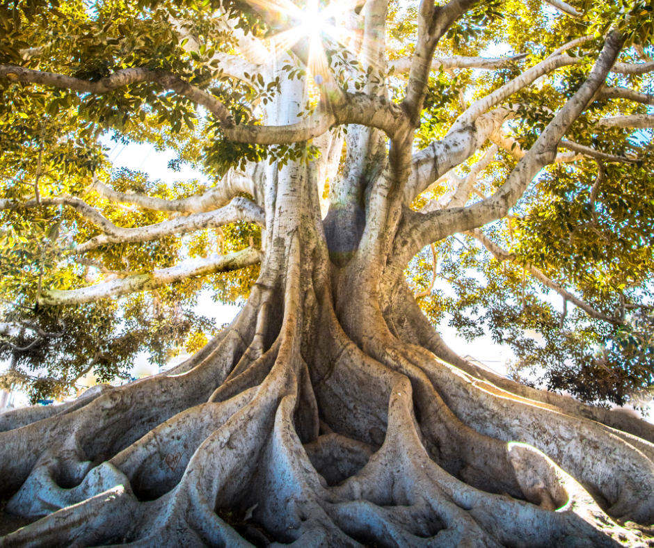 Deeper Roots – A Firm Foundation | Long Hill Chapel