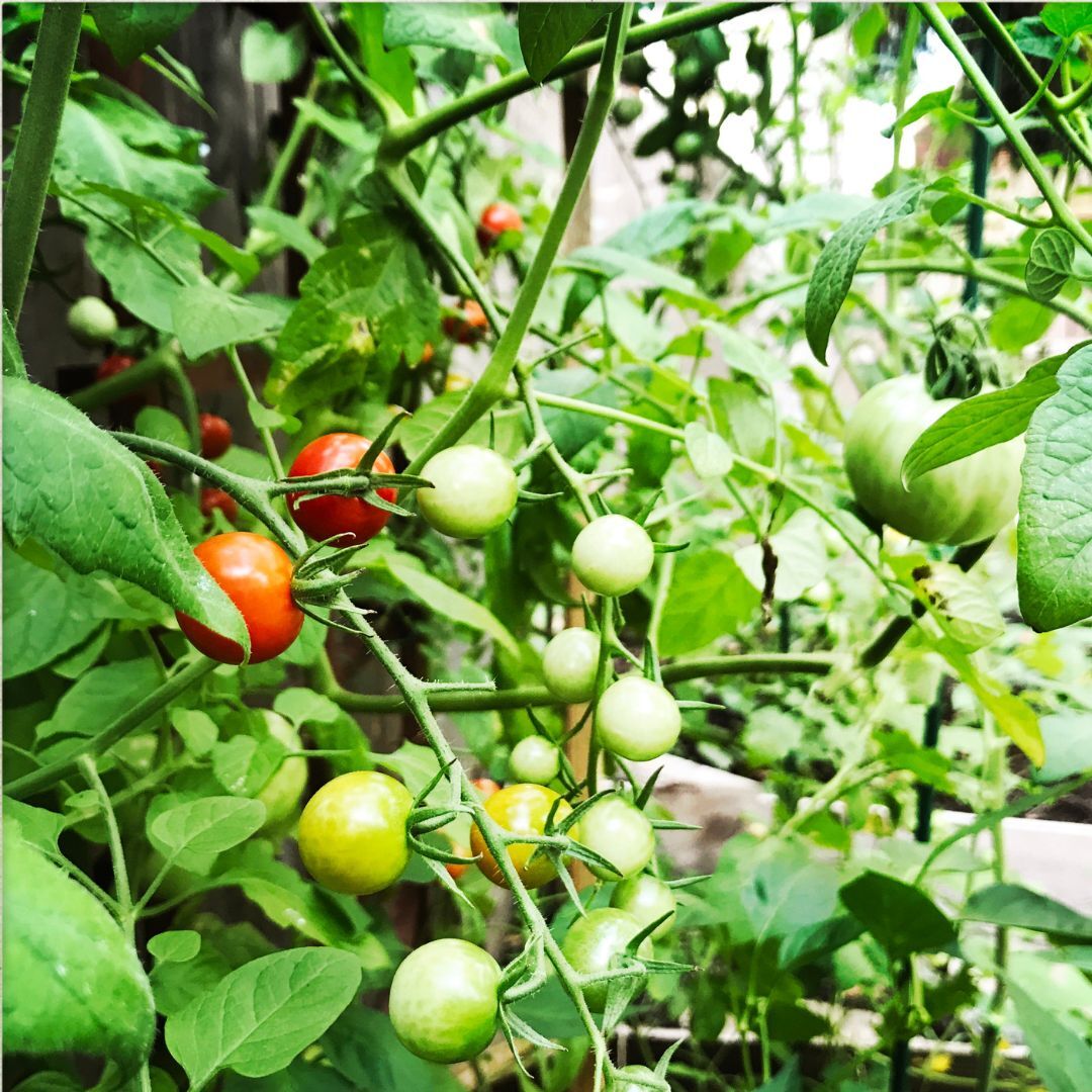 The Protector of All | Redeemer Community Church | Atlanta, GA