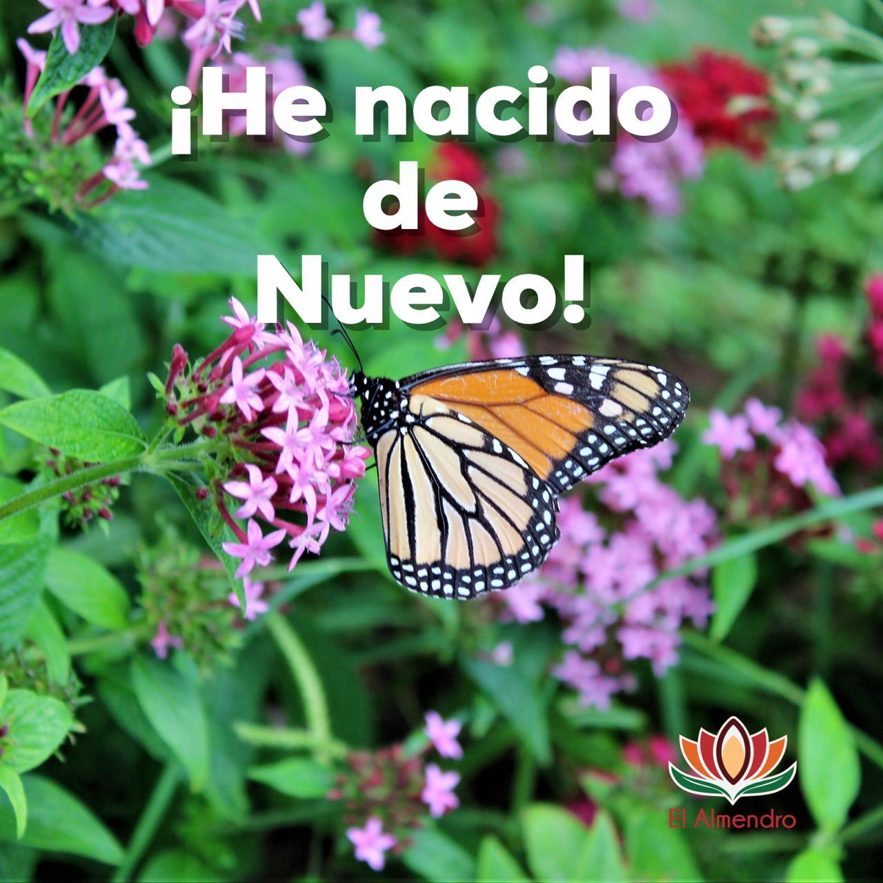 SOY UNA NUEVA PERSONA | Almendro