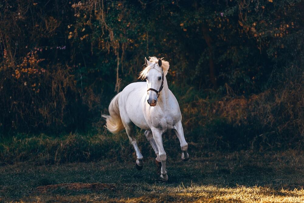 Hamstring Their Horses And Burn Their Chariots | Renewal Christian Center