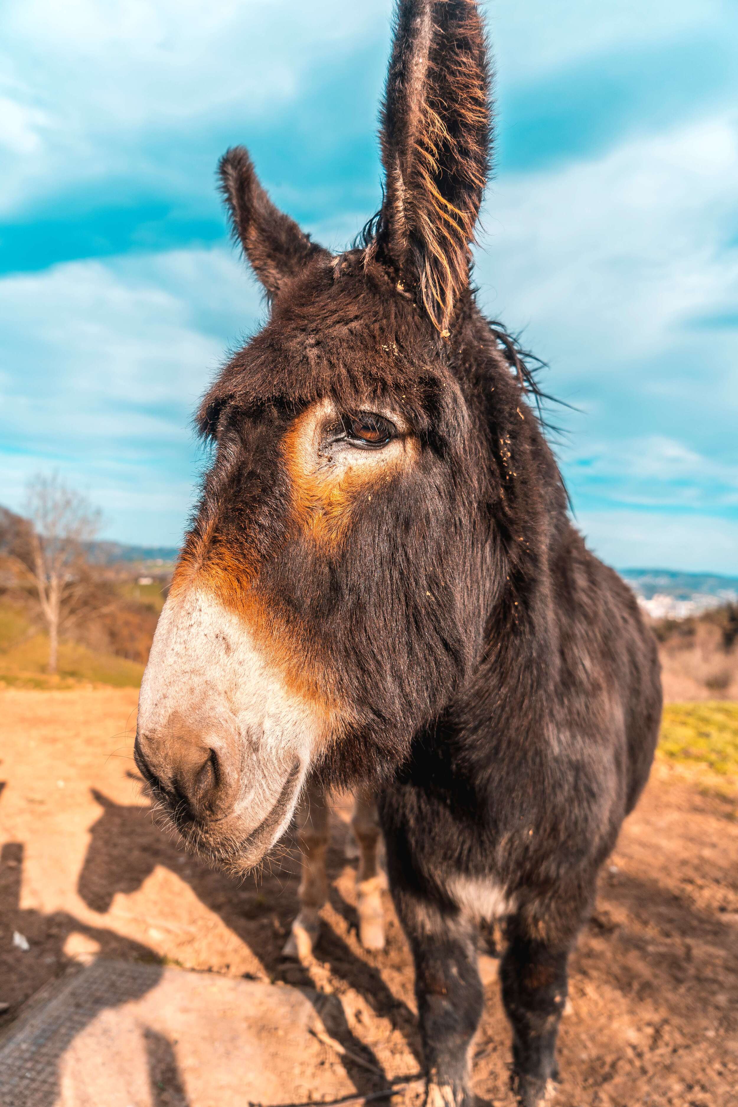 Talking Donkeys Can Teach Us Something | Vine and Branches Stories