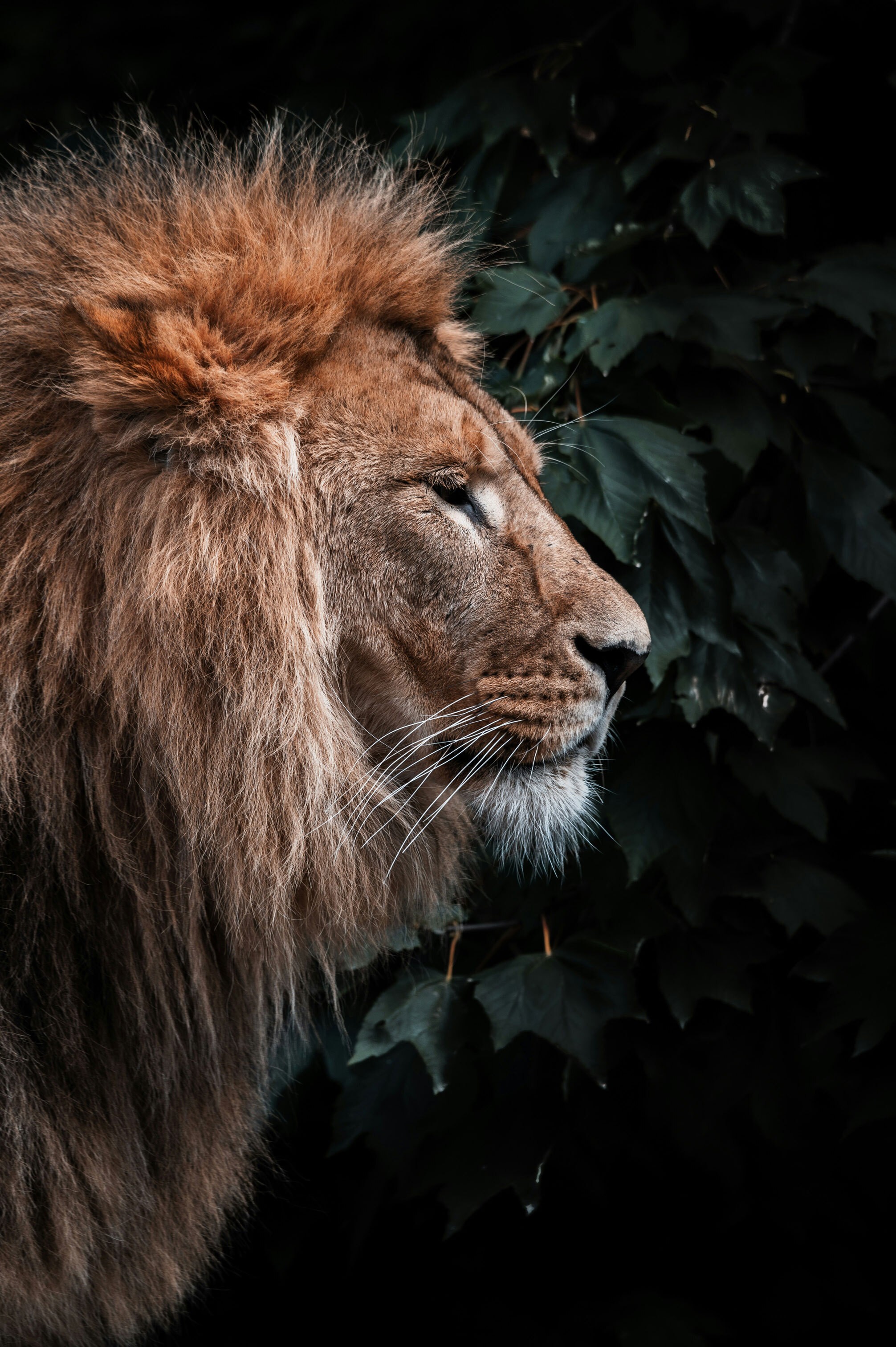 THE LYIN' LION | Church For All Nations