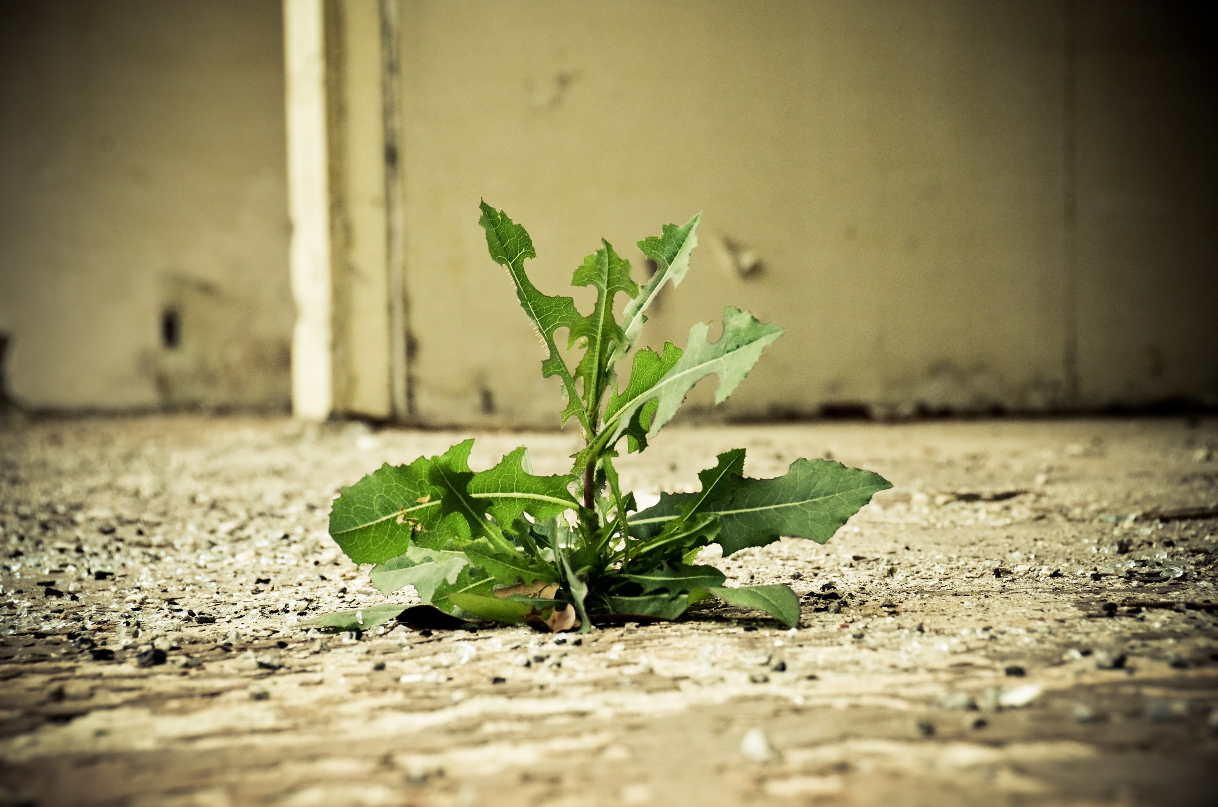 WILD WEED | Mountain View Chapel