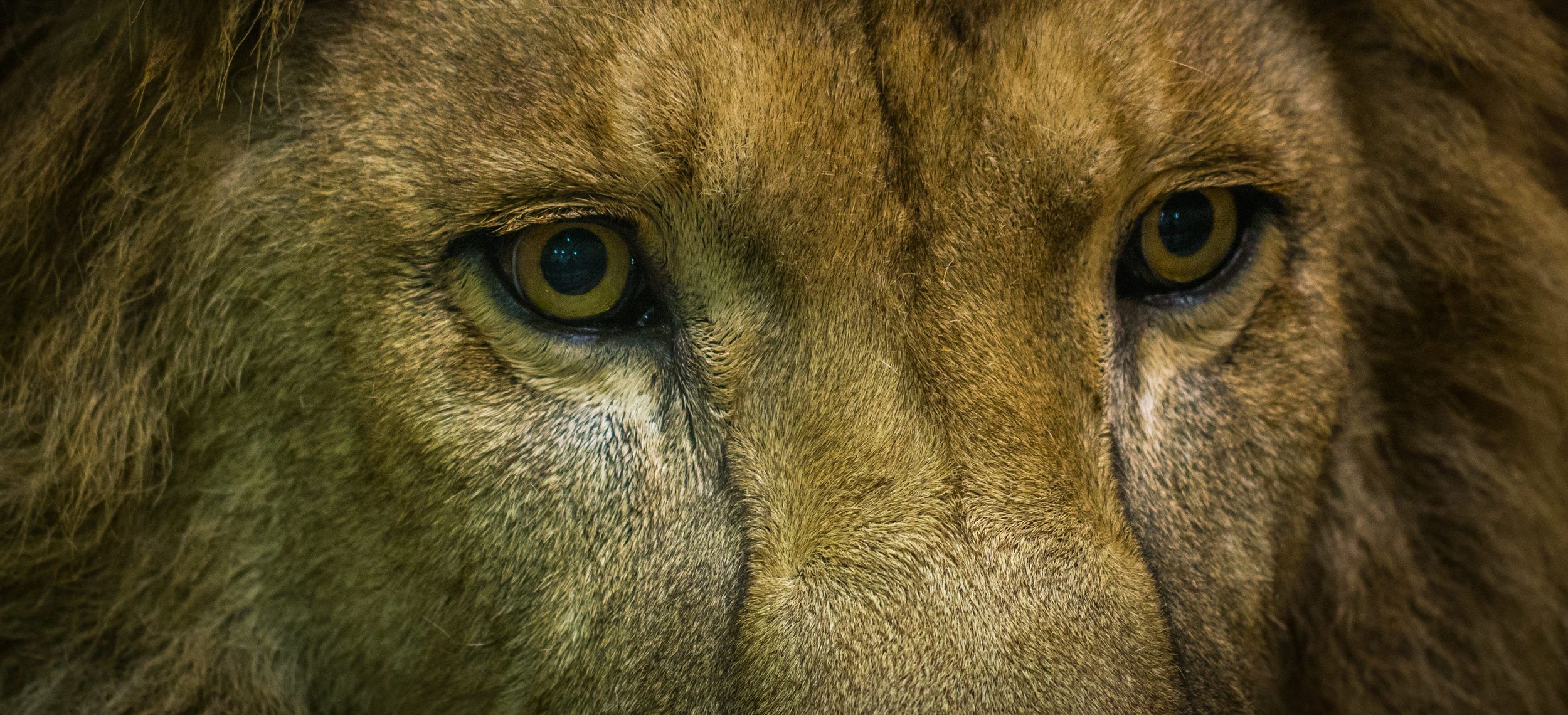 Are You a Lion Chaser? | Teach To Transform