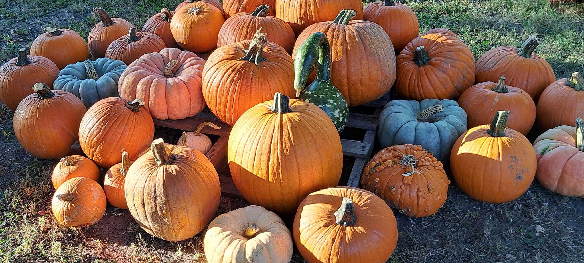 What’s Next? | First UMC Fox Hill