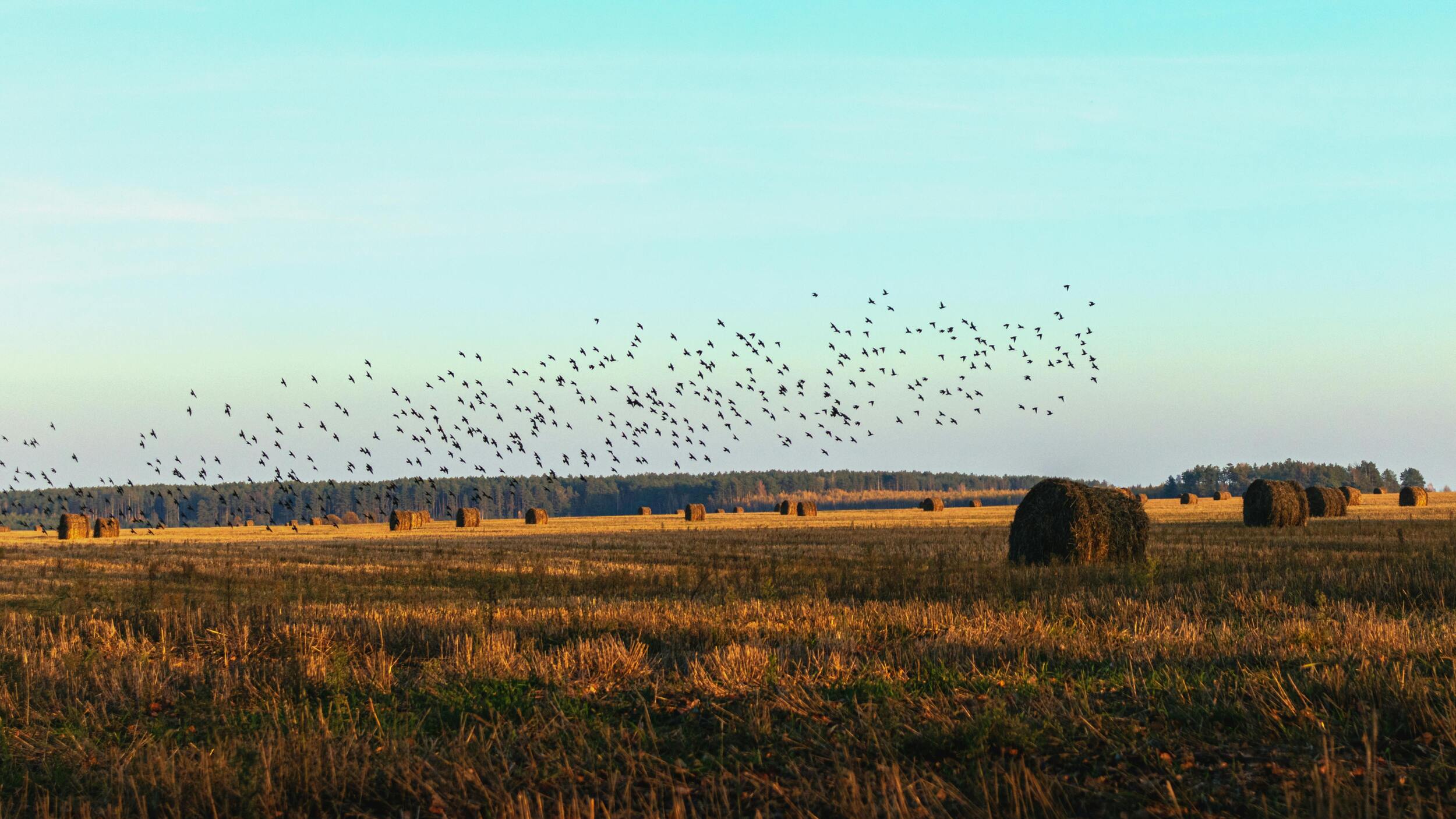 Look at the Birds | Trinity Lutheran Church -- Algona, Iowa
