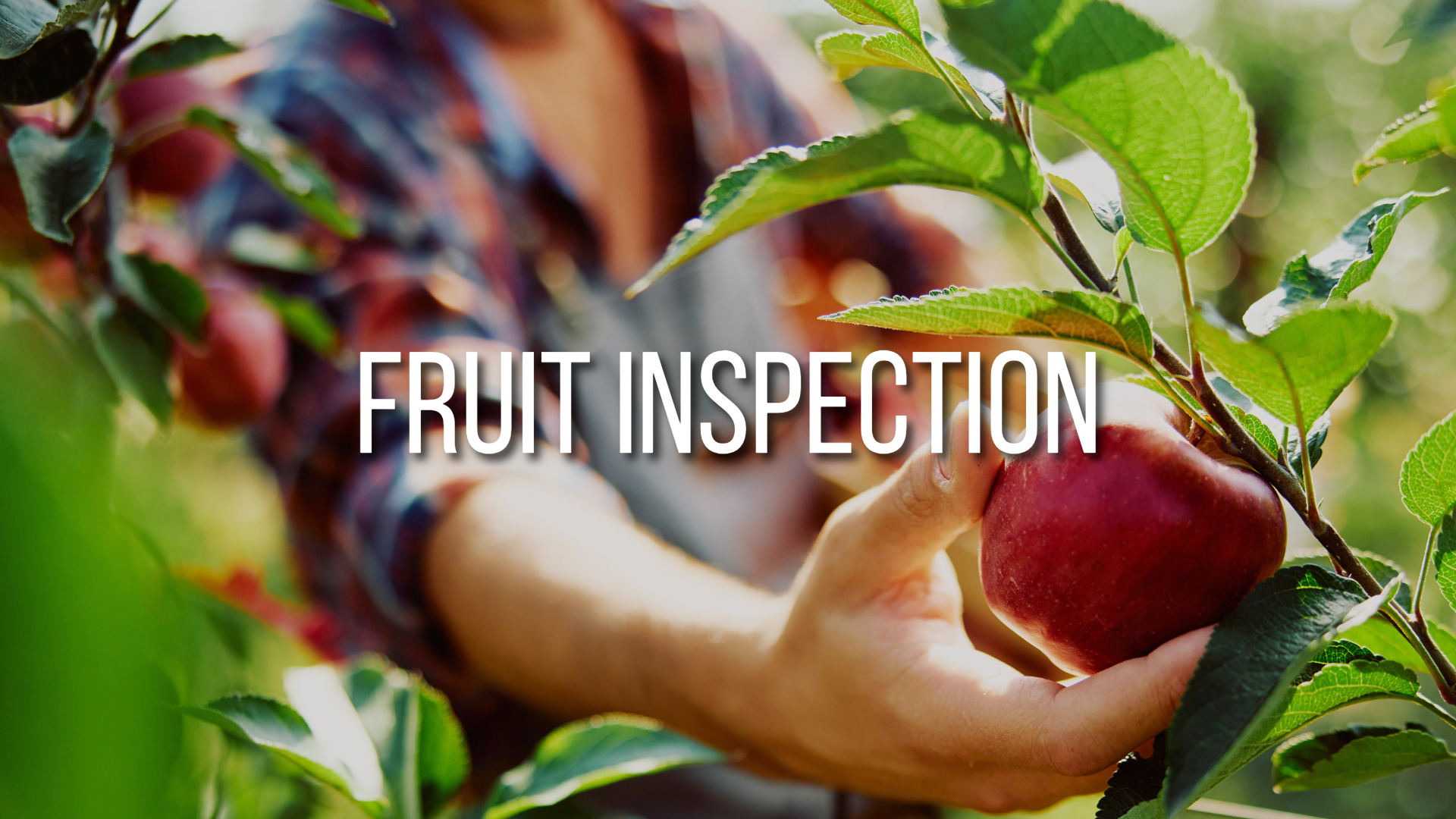 Fruit Inspection | Destiny City Church