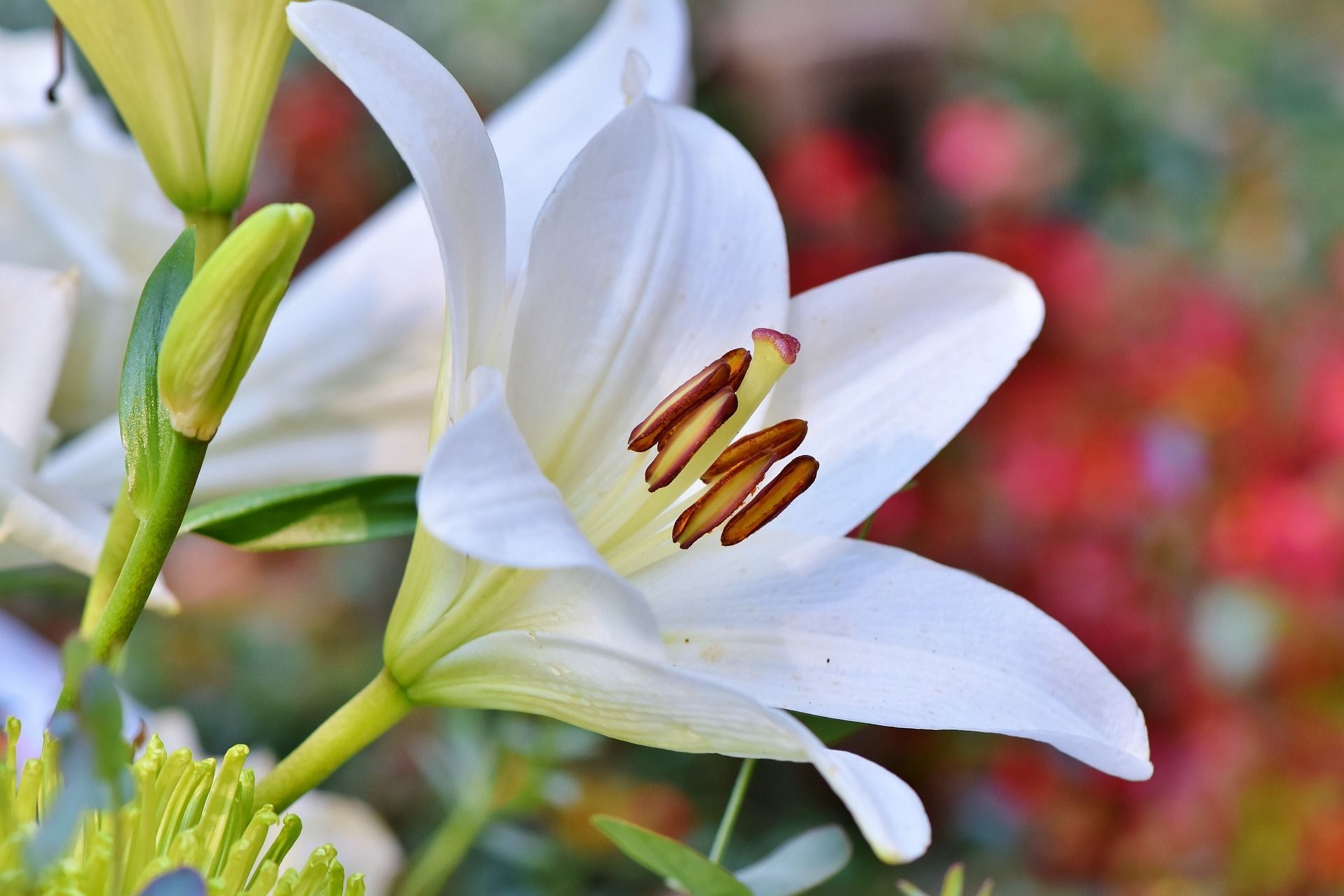 Easter Lily Order | Saltillo Methodist Church