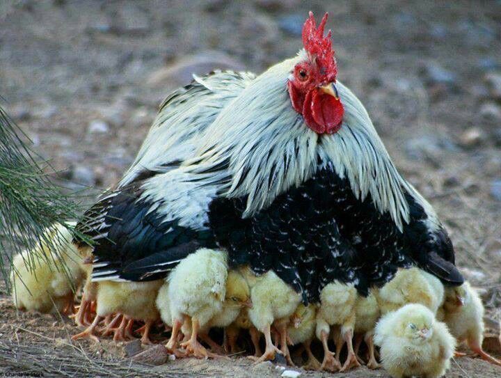 Like A Hen Protects Her Chicks Beneath Her Wings | Fusion Church