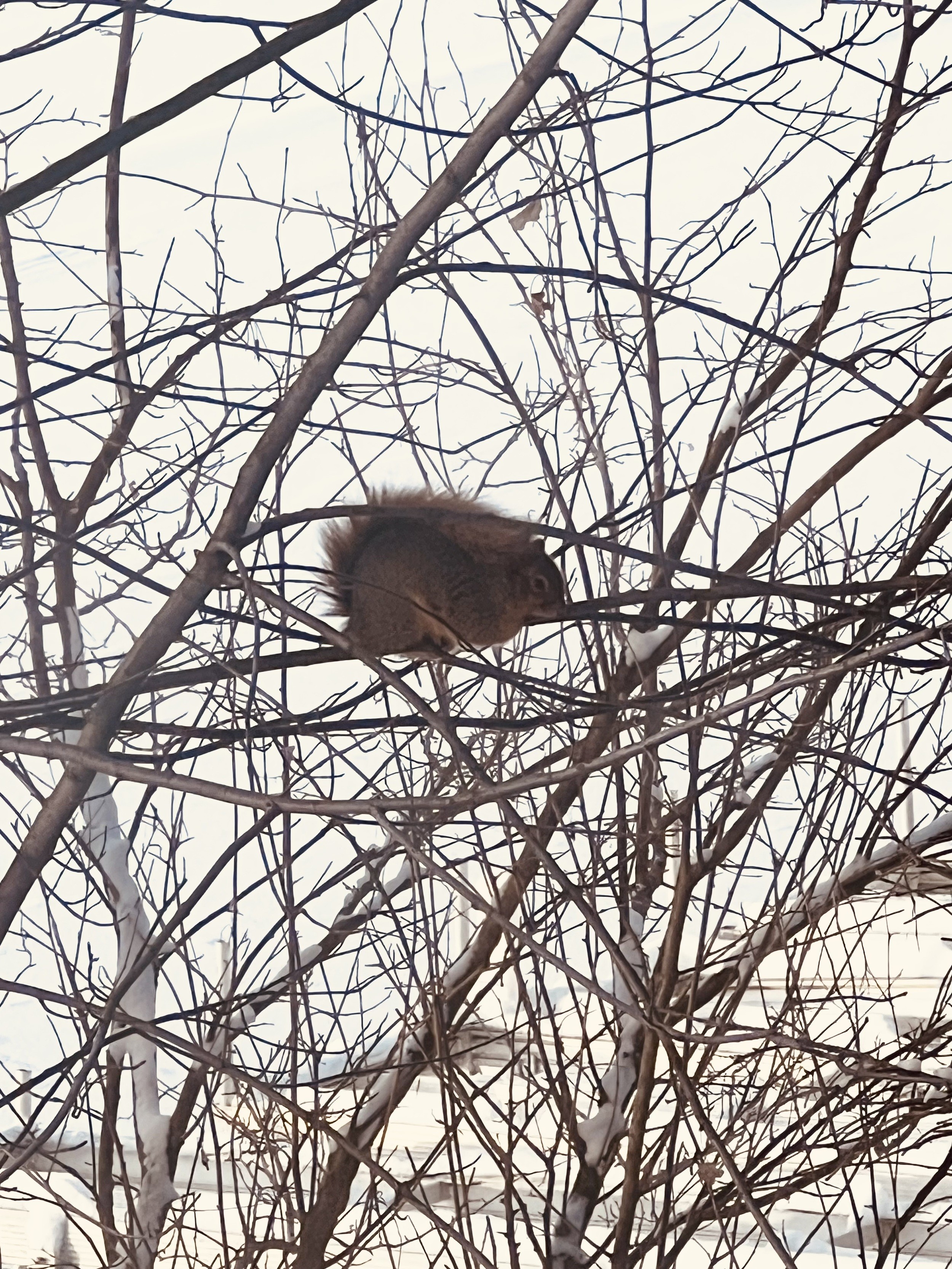 The Squirrel Superhighway | First United Methodist Church - Minnesota