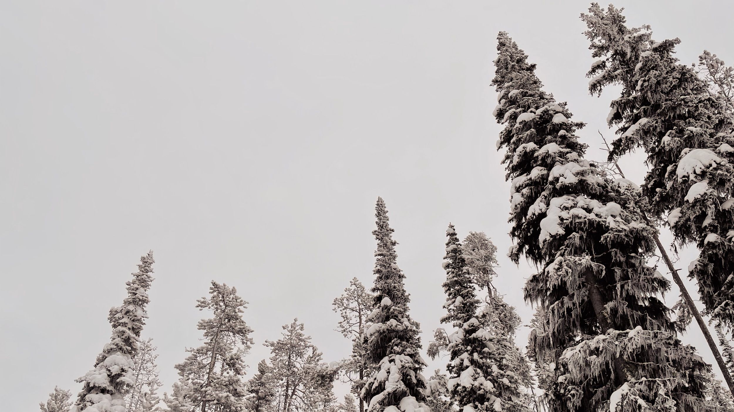 Surprise! | The New Frontier