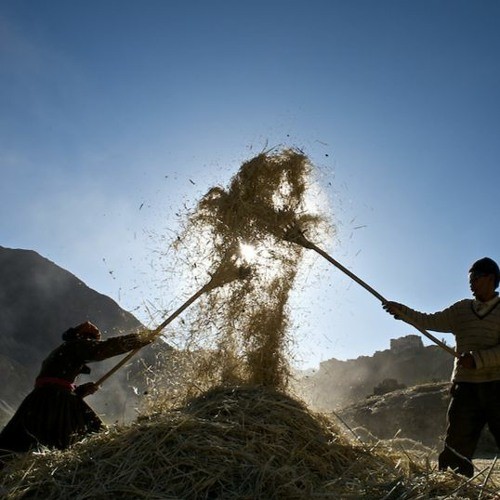 Like Chaff in the Wind | Cornerstone Church Clayton