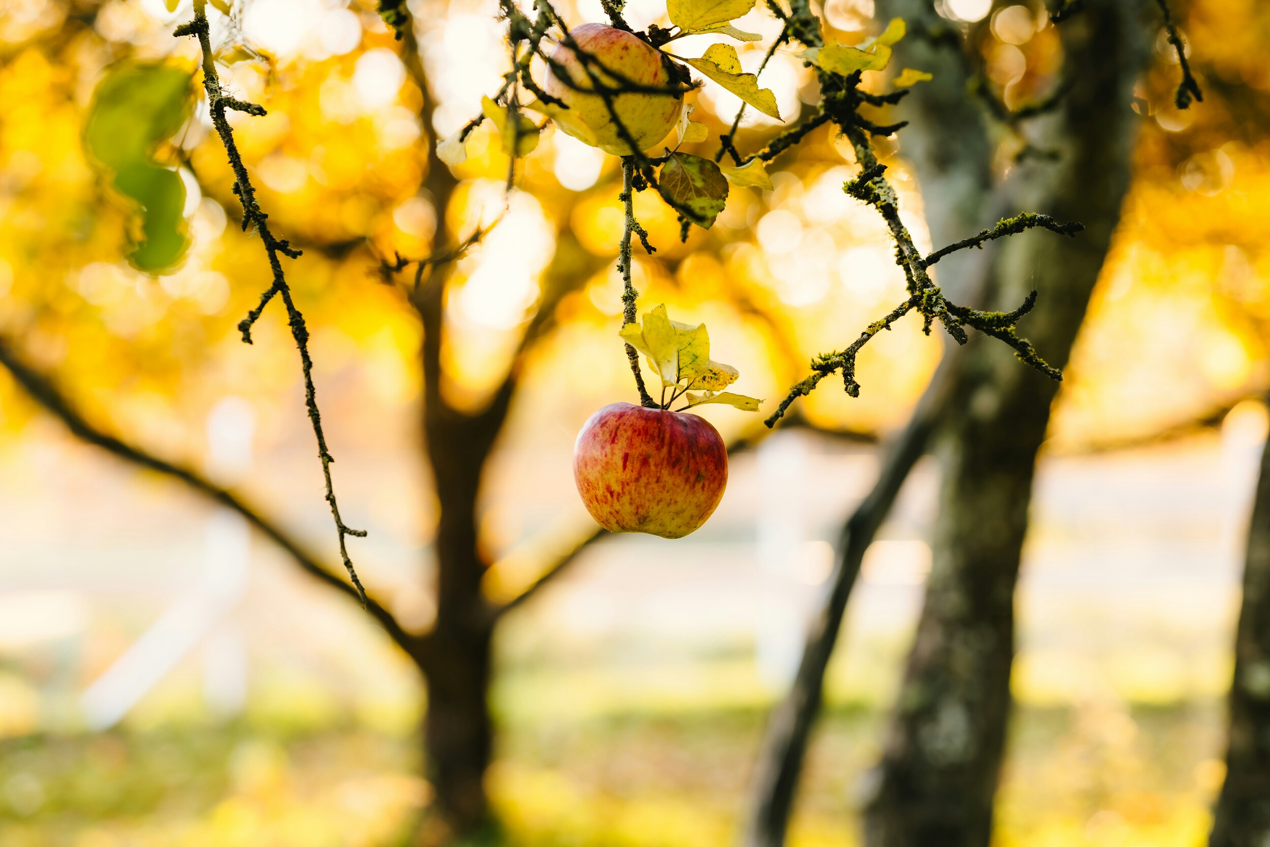 GOOD VS. BAD FRUIT | Compassion Christian Church