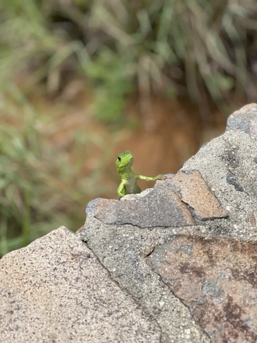 The Wisdom of the Locust and Lizard | In the Word - Learning and Living ...