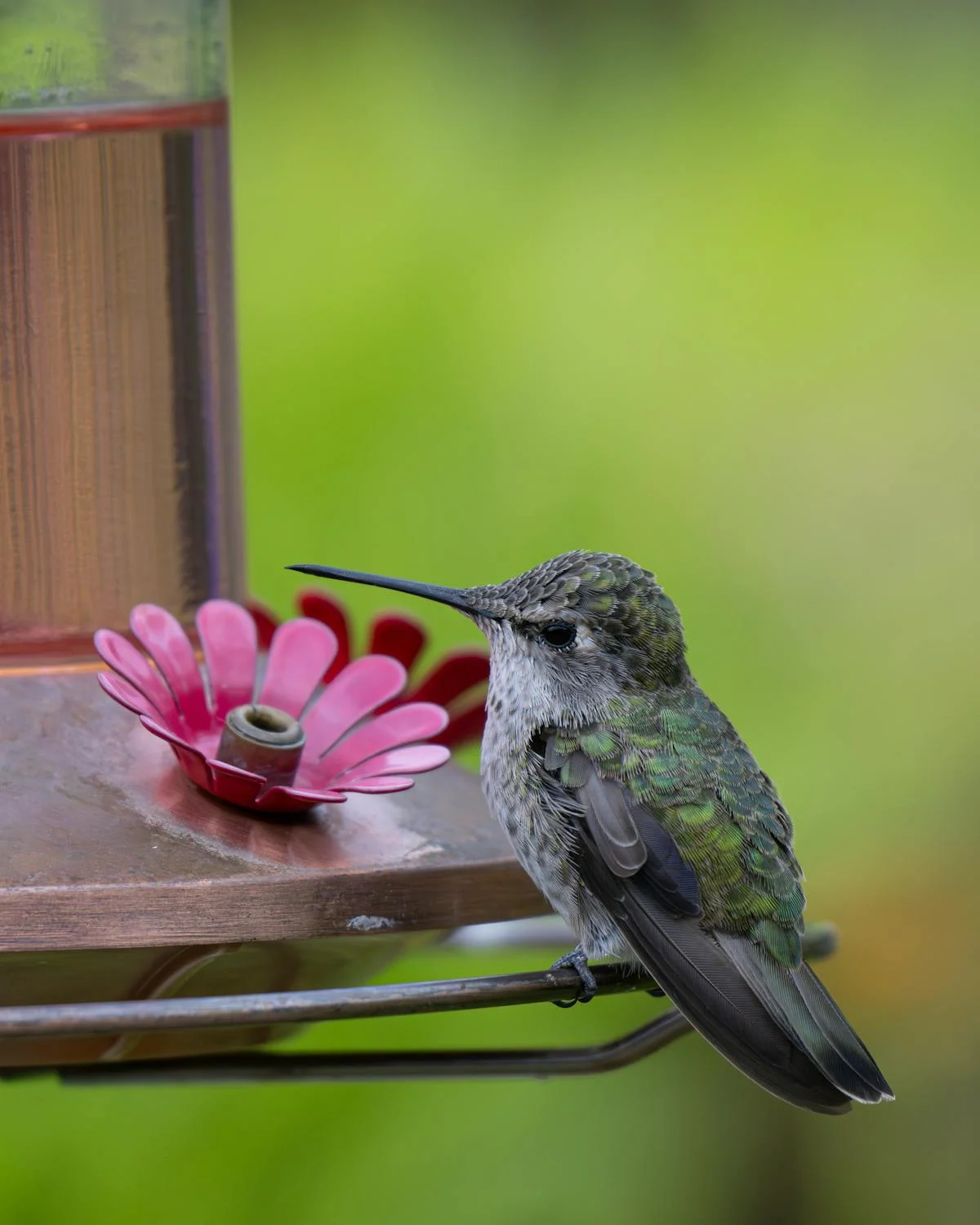 Lessons From A Hummingbird | Calvary Chapel Bakersfield