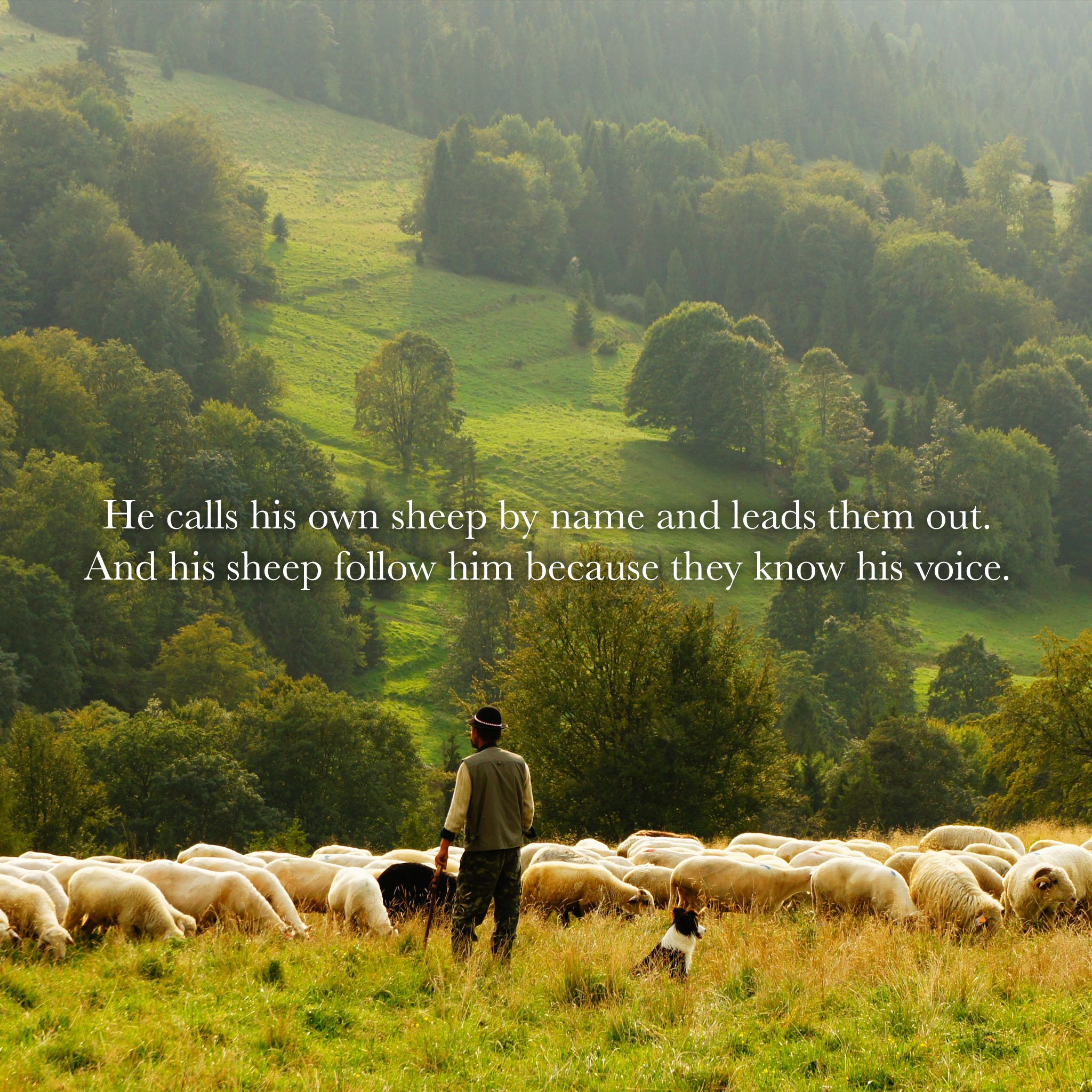 The Good Shepherd | Woodland Hills Christian Church