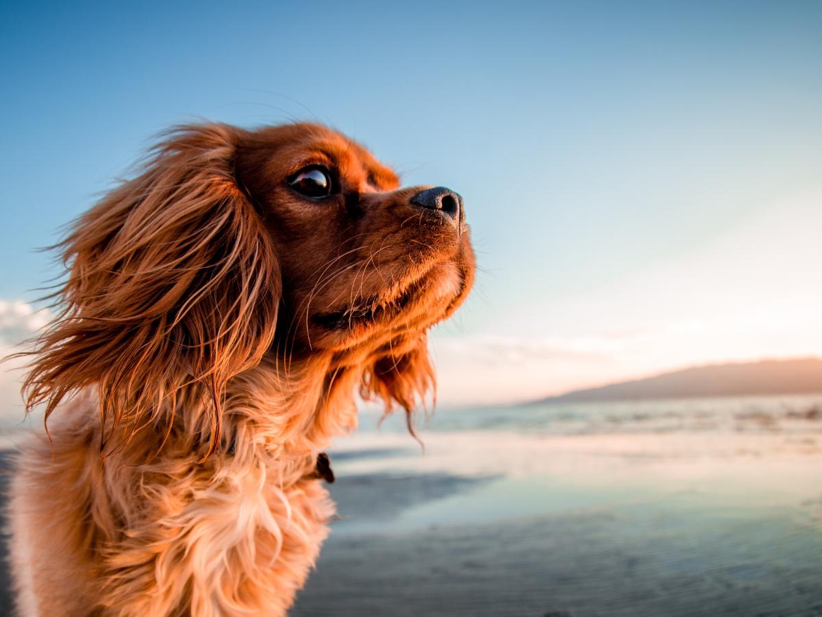 Do as Dog Does | Leading in Joy