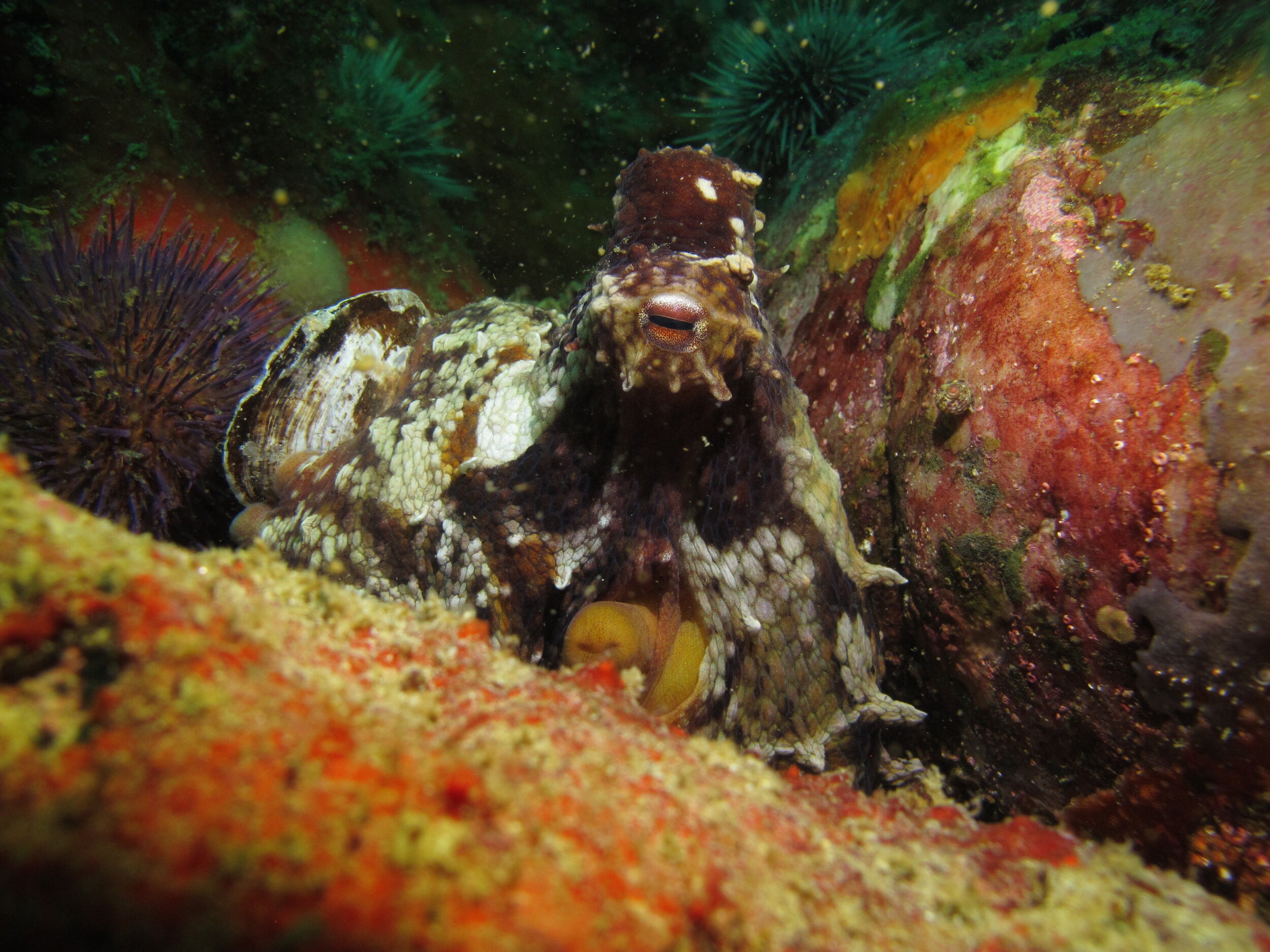 Octopus Intelligence | DAN Southern Africa