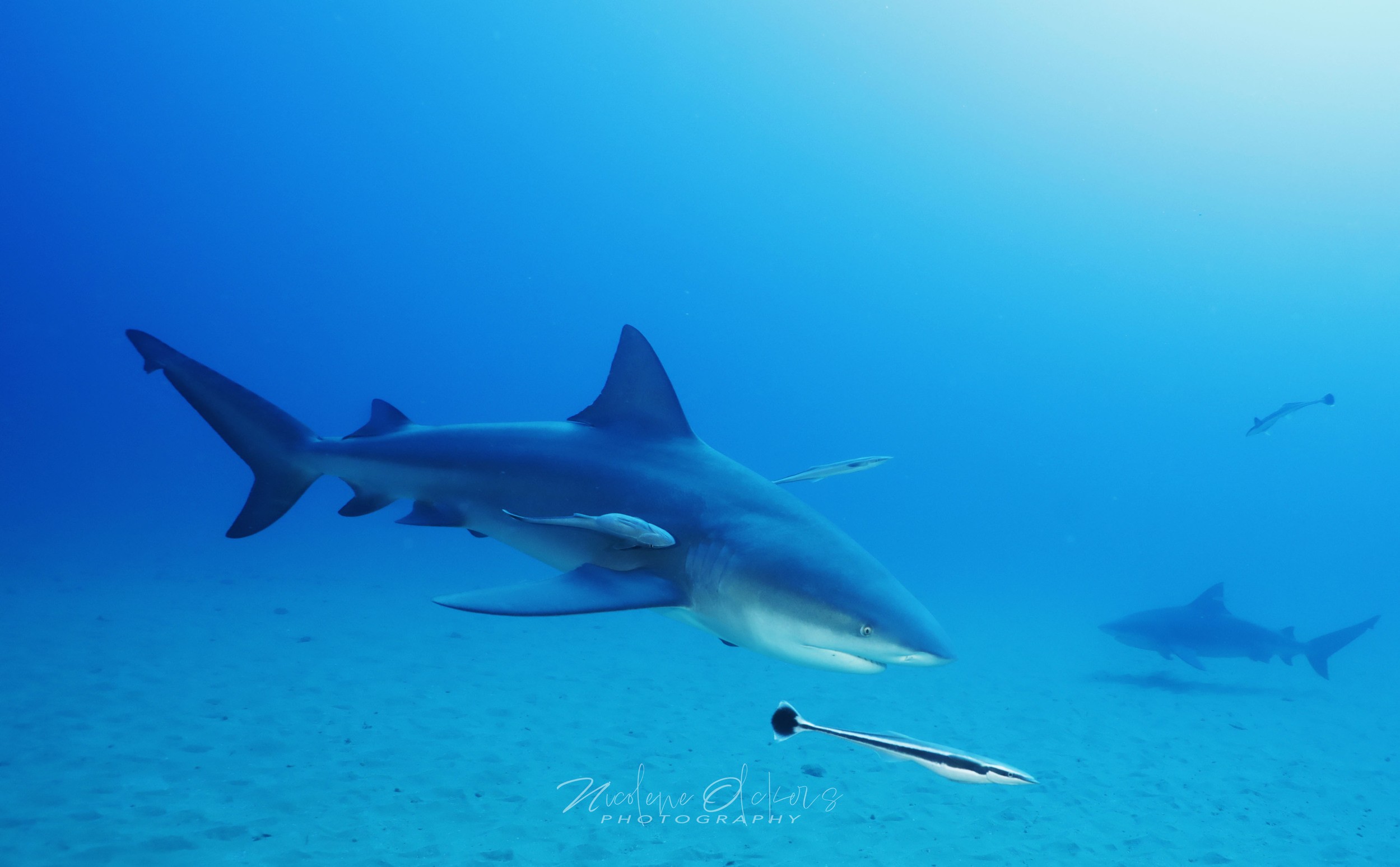 DAN was there for Me..... Close encounters of the shark kind | DAN Southern Africa