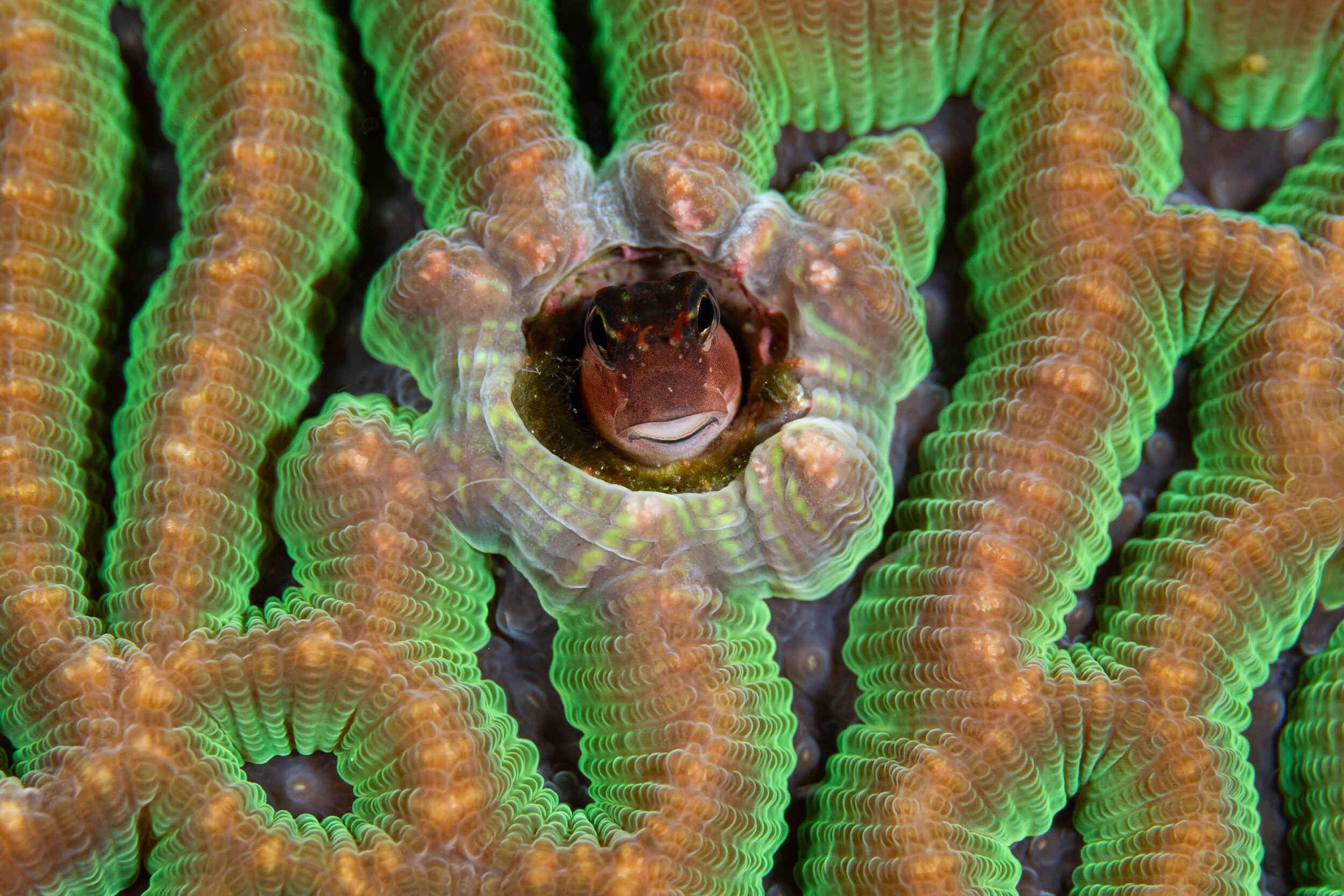 Diving Anilao with Adam Sokolski | DAN Southern Africa