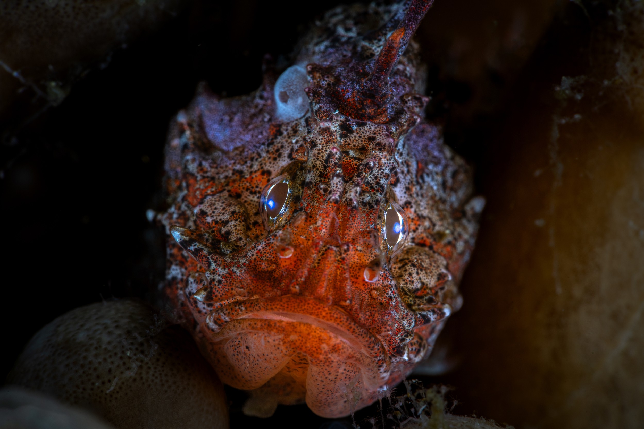 Cryptic Fish | DAN Southern Africa