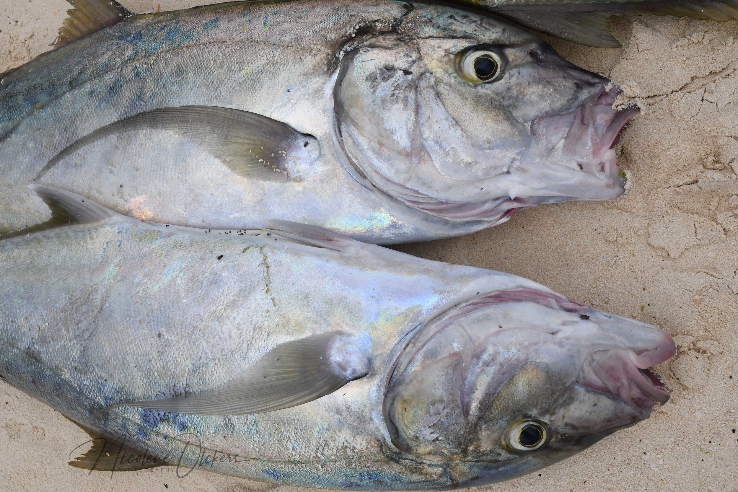 How to manage Scombroid Poisoning | DAN Southern Africa