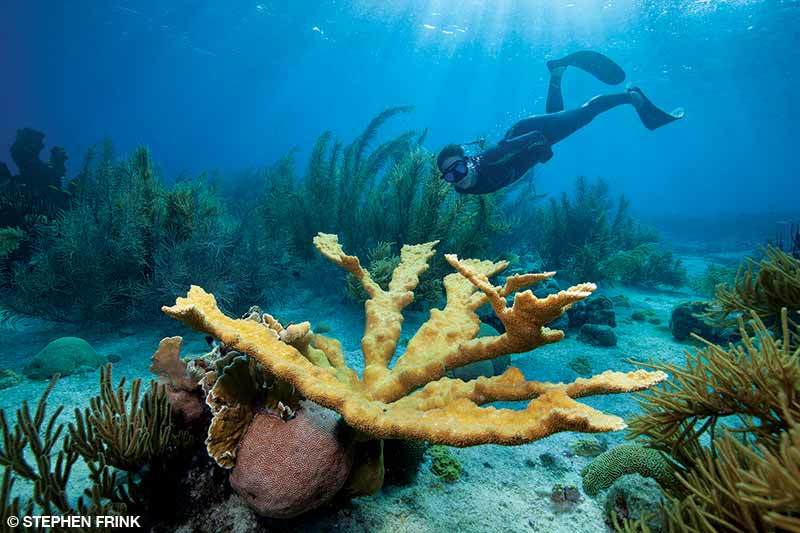 Return to Freeding after Cancer Treatment | DAN Southern Africa