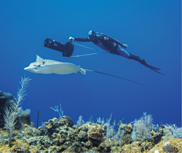 Freediving Safety | DAN Southern Africa