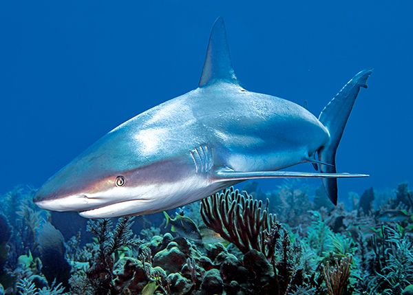 Cuba’s Golden Fish | DAN Southern Africa