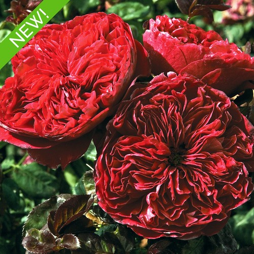 Homewood-Grown Roses